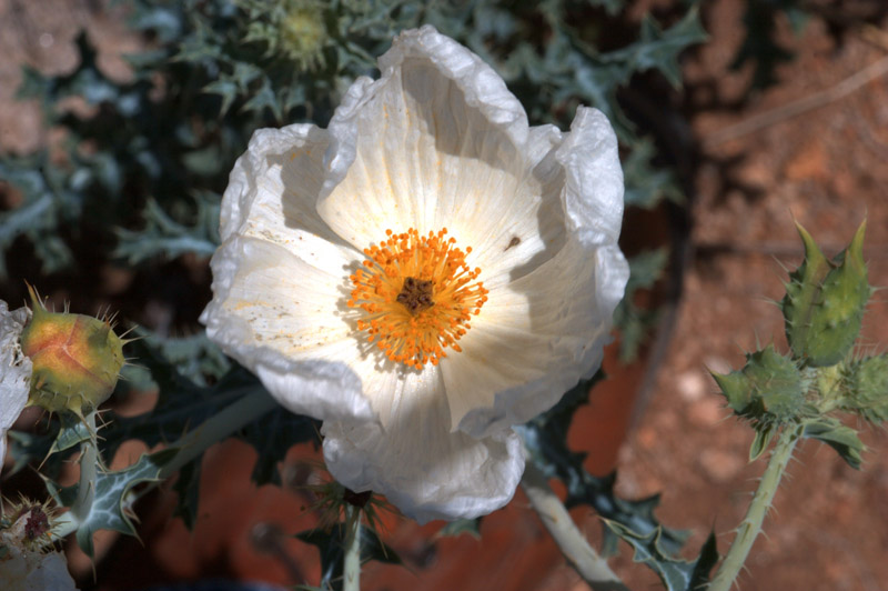 Crested pricklypoppy or scatter-spined prickly poppy: Argemone polyanthemos