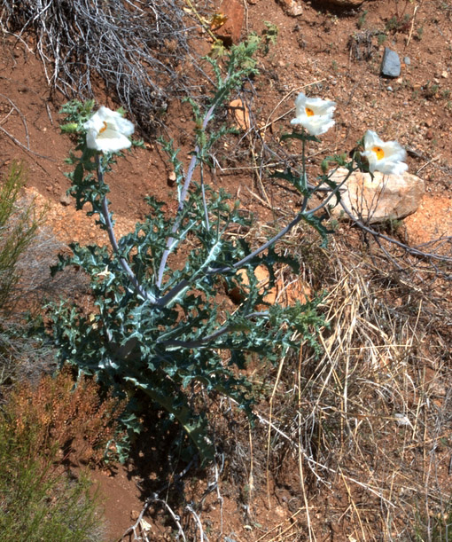 Crested pricklypoppy or scatter-spined prickly poppy: Argemone polyanthemos